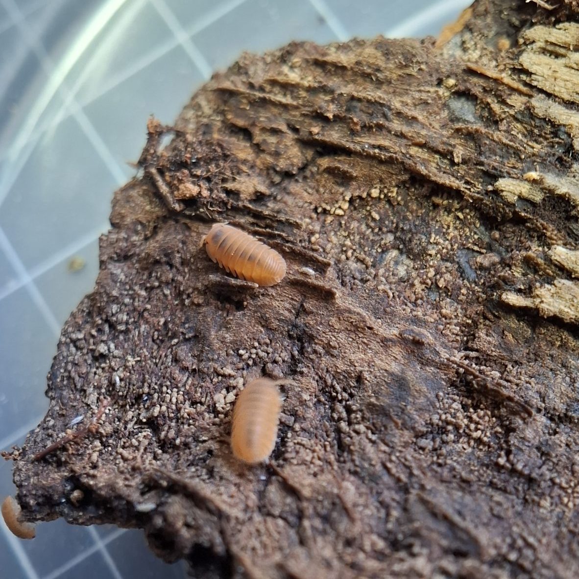 Cubaris murina Orange x5 - Isopod Farms