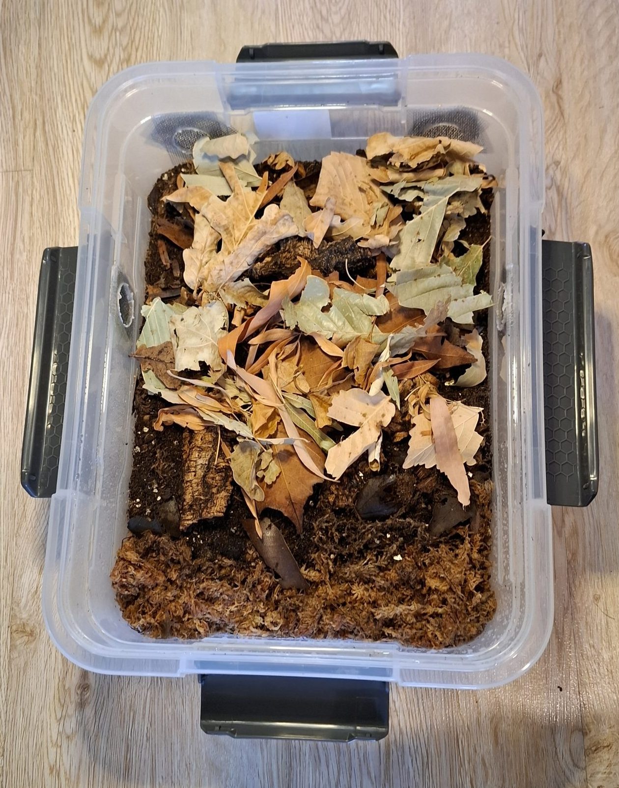 Isopod Starter Kit - Isopod Farms