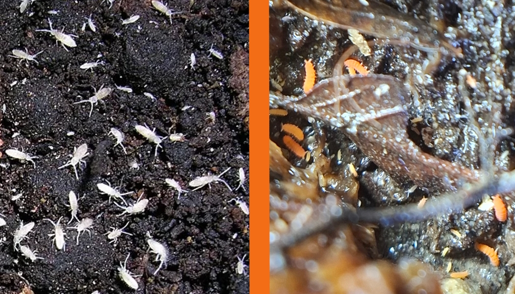 Springtails - Isopod Farms